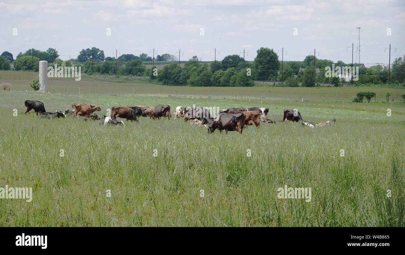 A Herd of Cows Grazing in a Amish Farm Field Stock Photo - Alamy