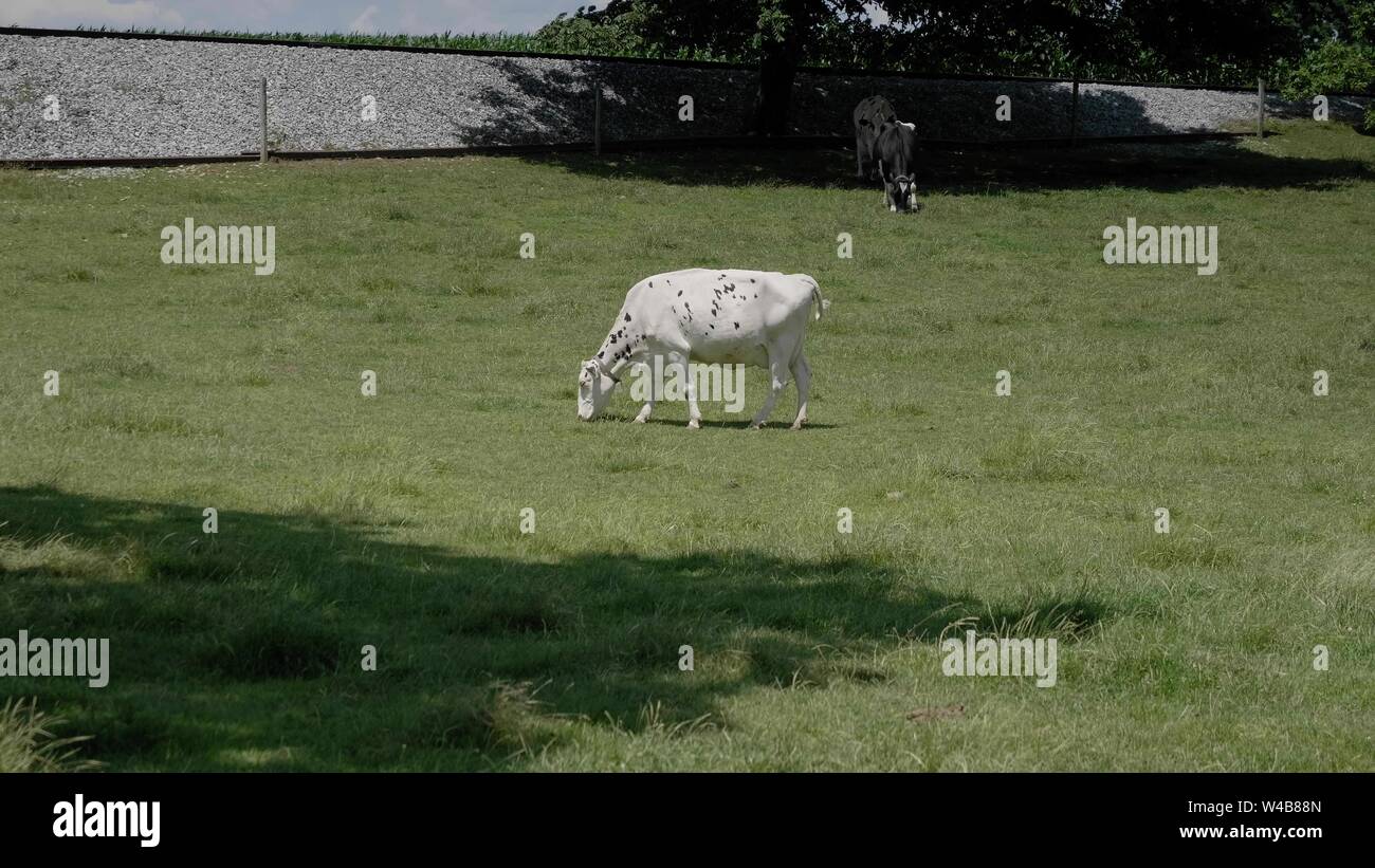 A Cow Grazing in an Amish Field Stock Photo - Alamy