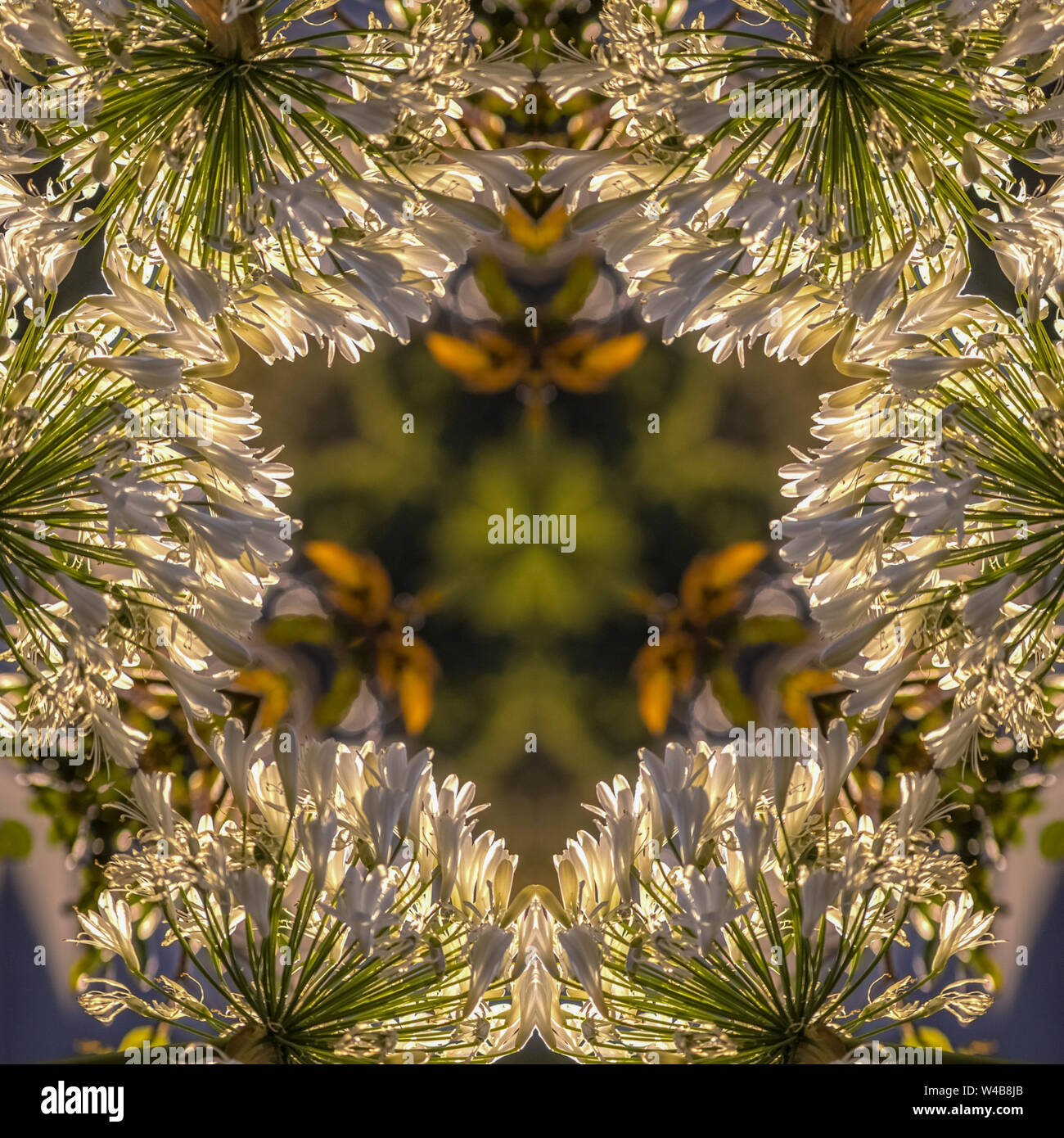 Reflective and stretched photo of white flowers in California design ...
