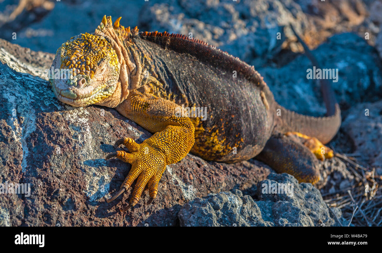 Land iguana volcano galapagos hi-res stock photography and images - Alamy