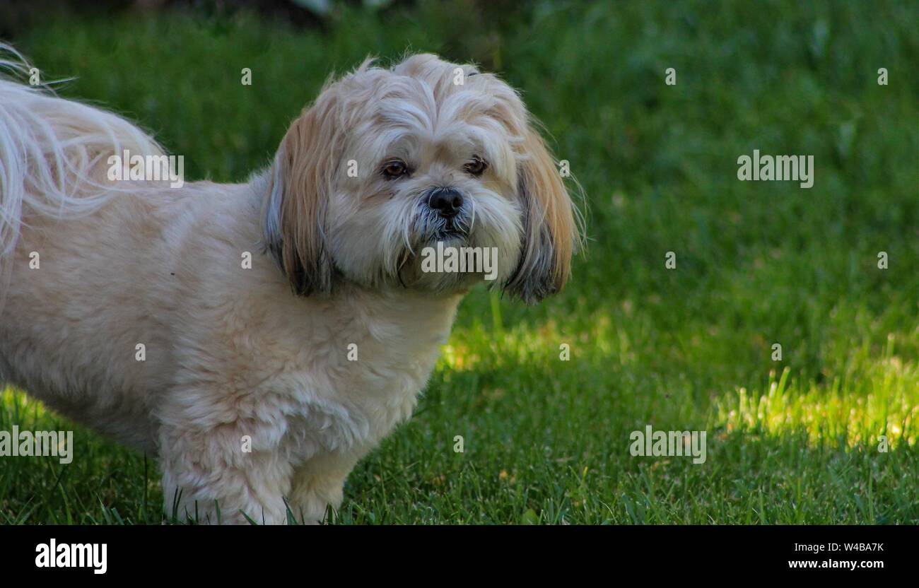 Lhasa apso Staring While Being Outside in the Grass Stock Photo - Alamy