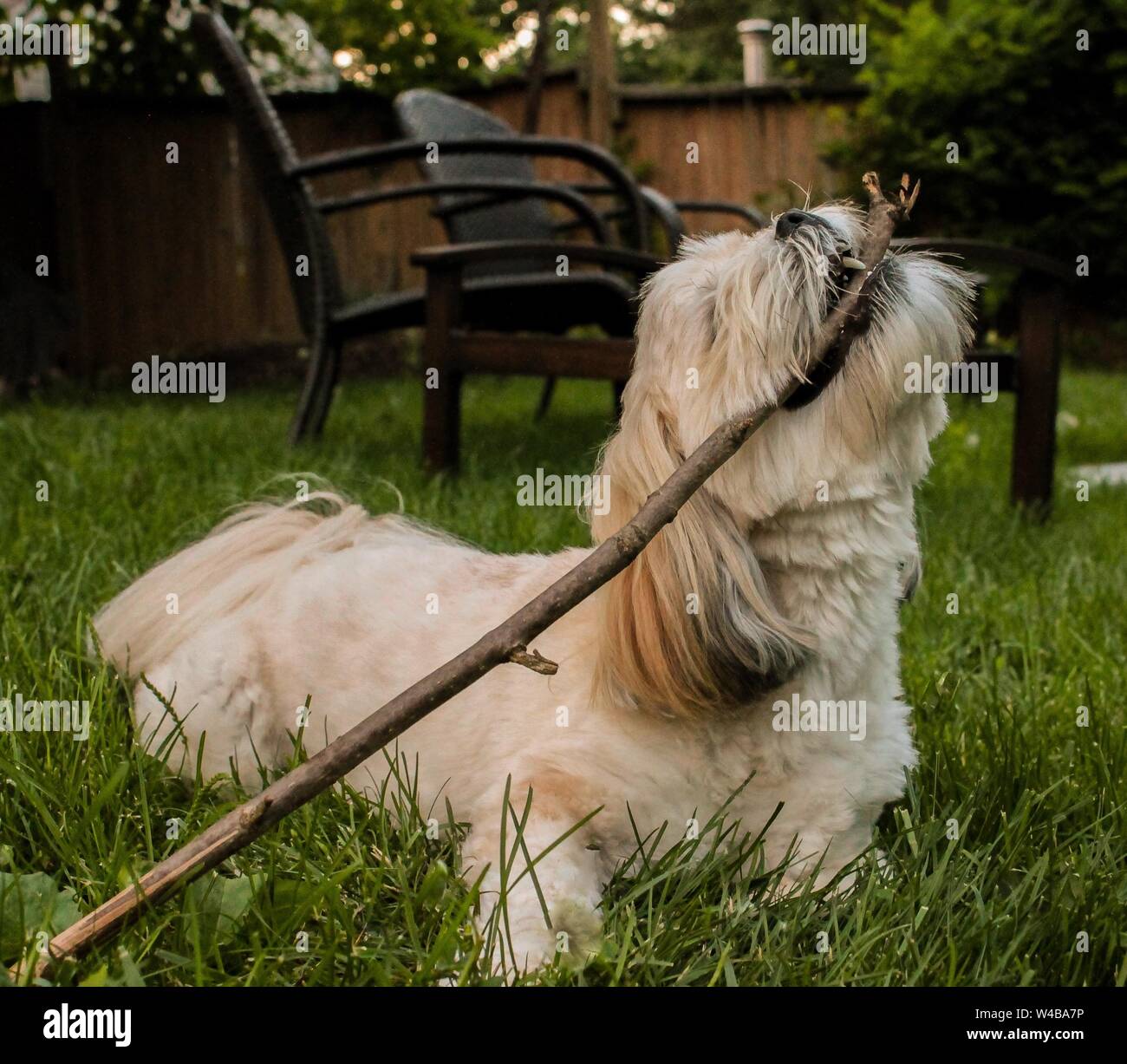 Stick In The Teeth High Resolution Stock Photography and Images - Alamy