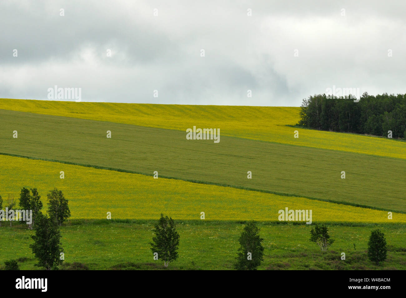 Mongoliachinarapeseed hi-res stock photography and images - Alamy