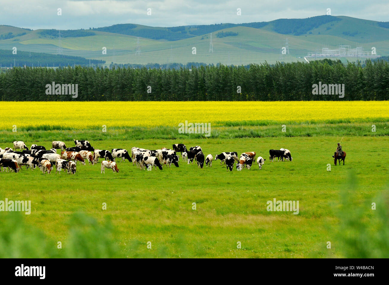 Mongoliachinarapeseed hi-res stock photography and images - Alamy
