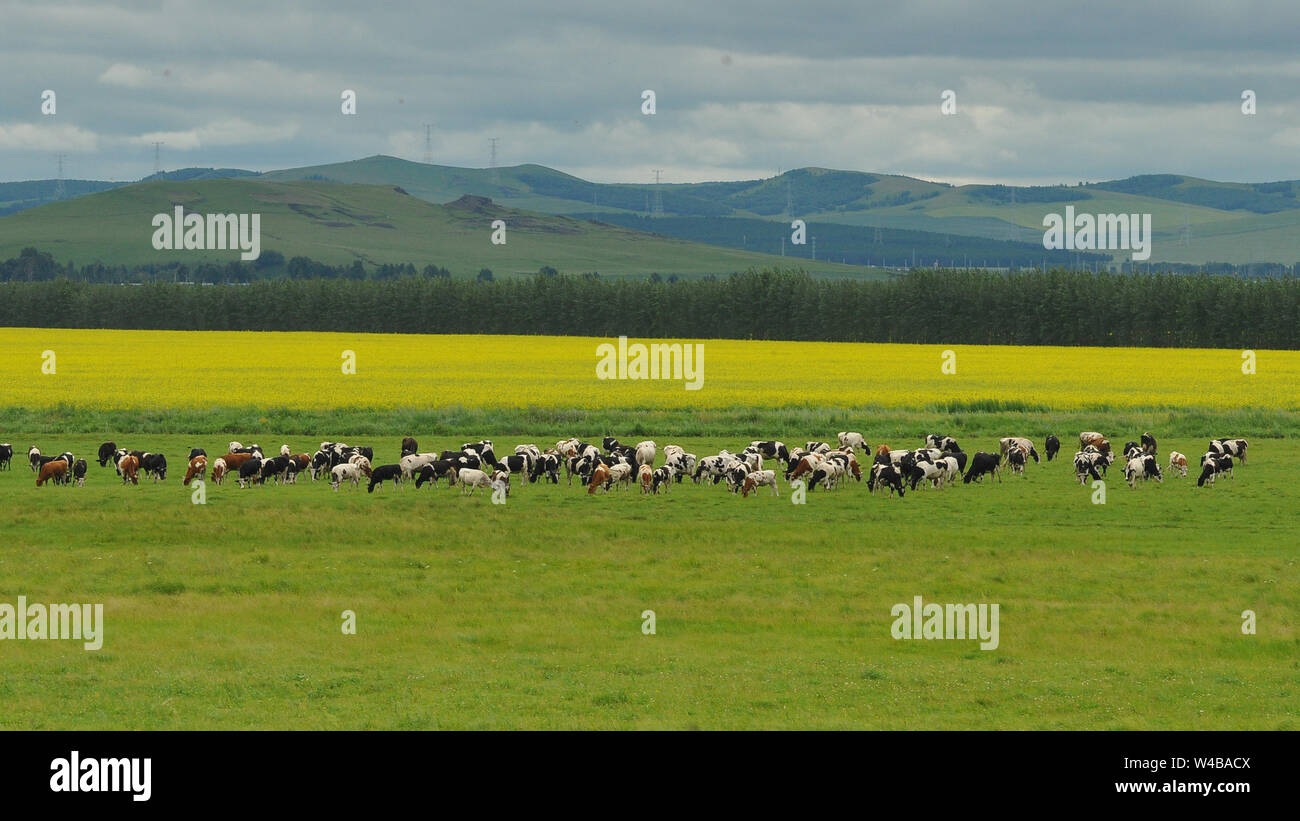 Mongoliachinarapeseed hi-res stock photography and images - Alamy