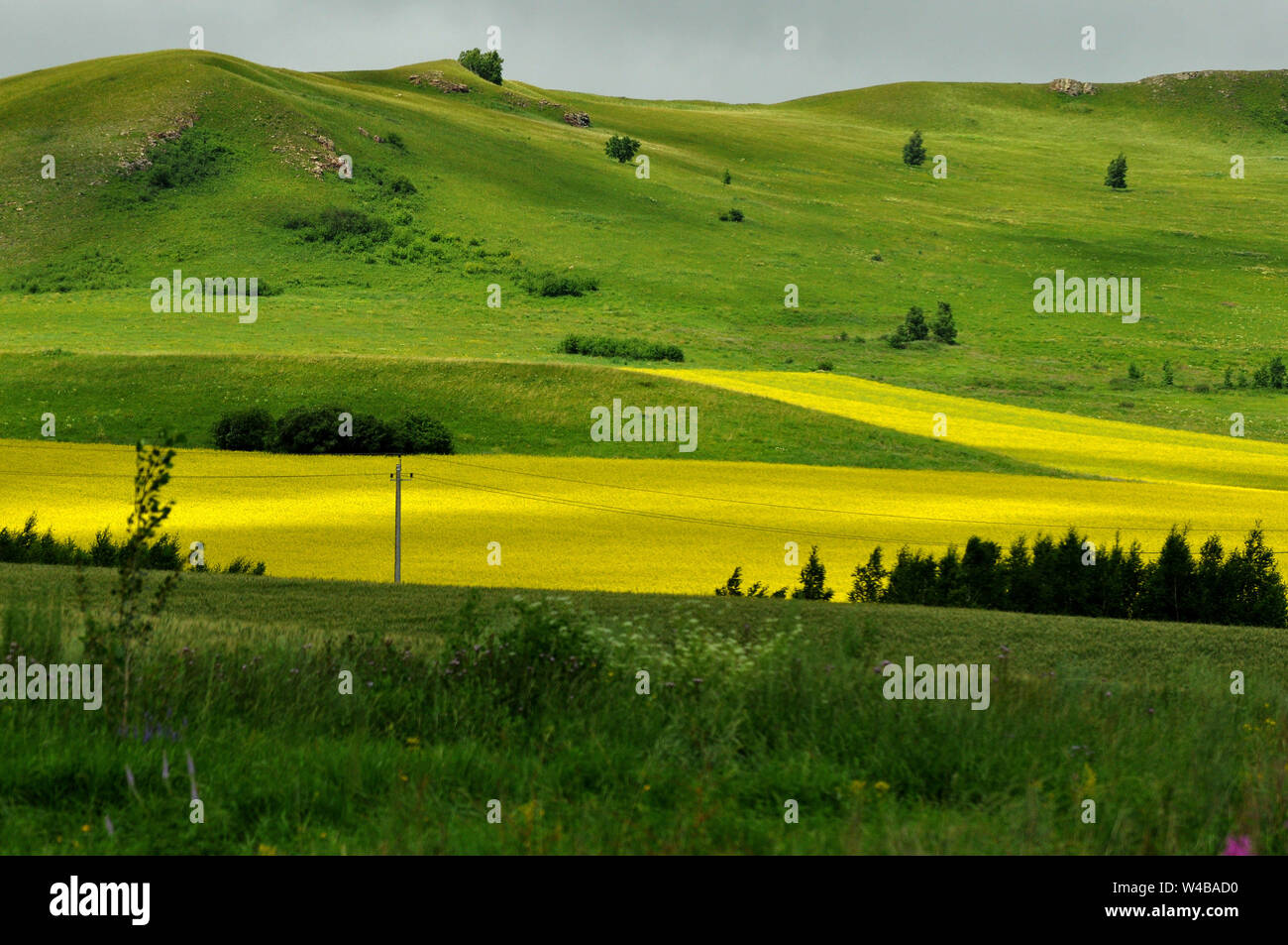 Mongoliachinarapeseed hi-res stock photography and images - Alamy