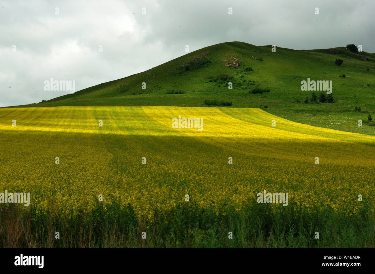 Mongoliachinarapeseed hi-res stock photography and images - Alamy