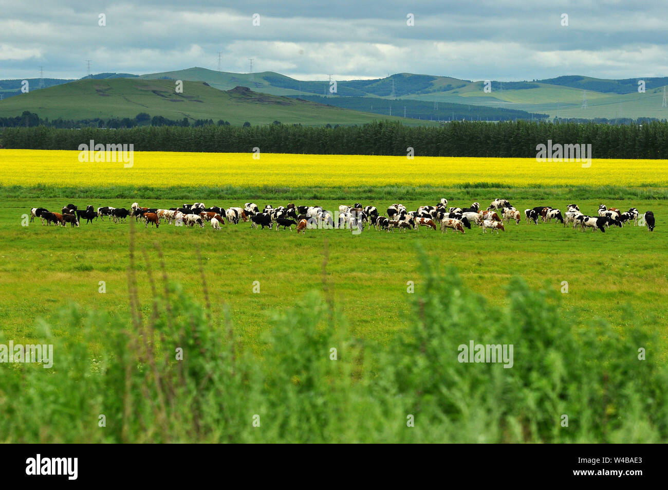 Mongoliachinarapeseed hi-res stock photography and images - Alamy