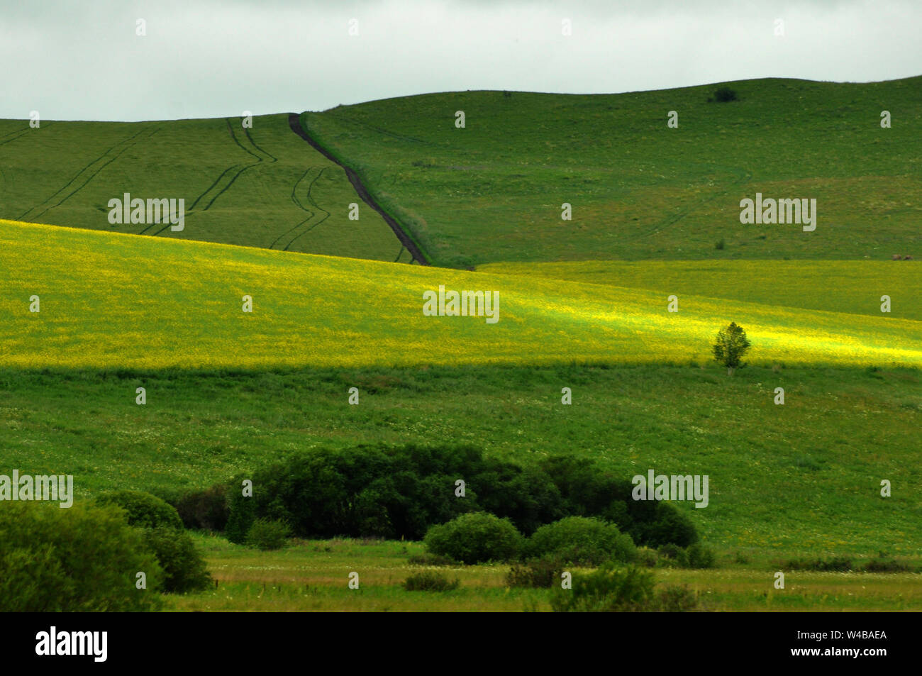 Inner Mongolia, China. 22nd July, 2019. Inner MongoliaHINA-Rapeseed ...