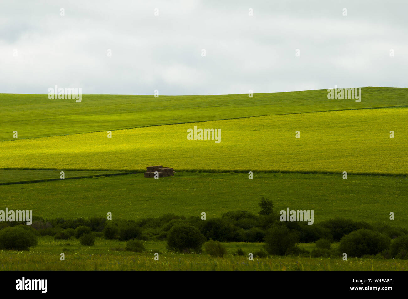 Mongoliachinarapeseed hi-res stock photography and images - Alamy