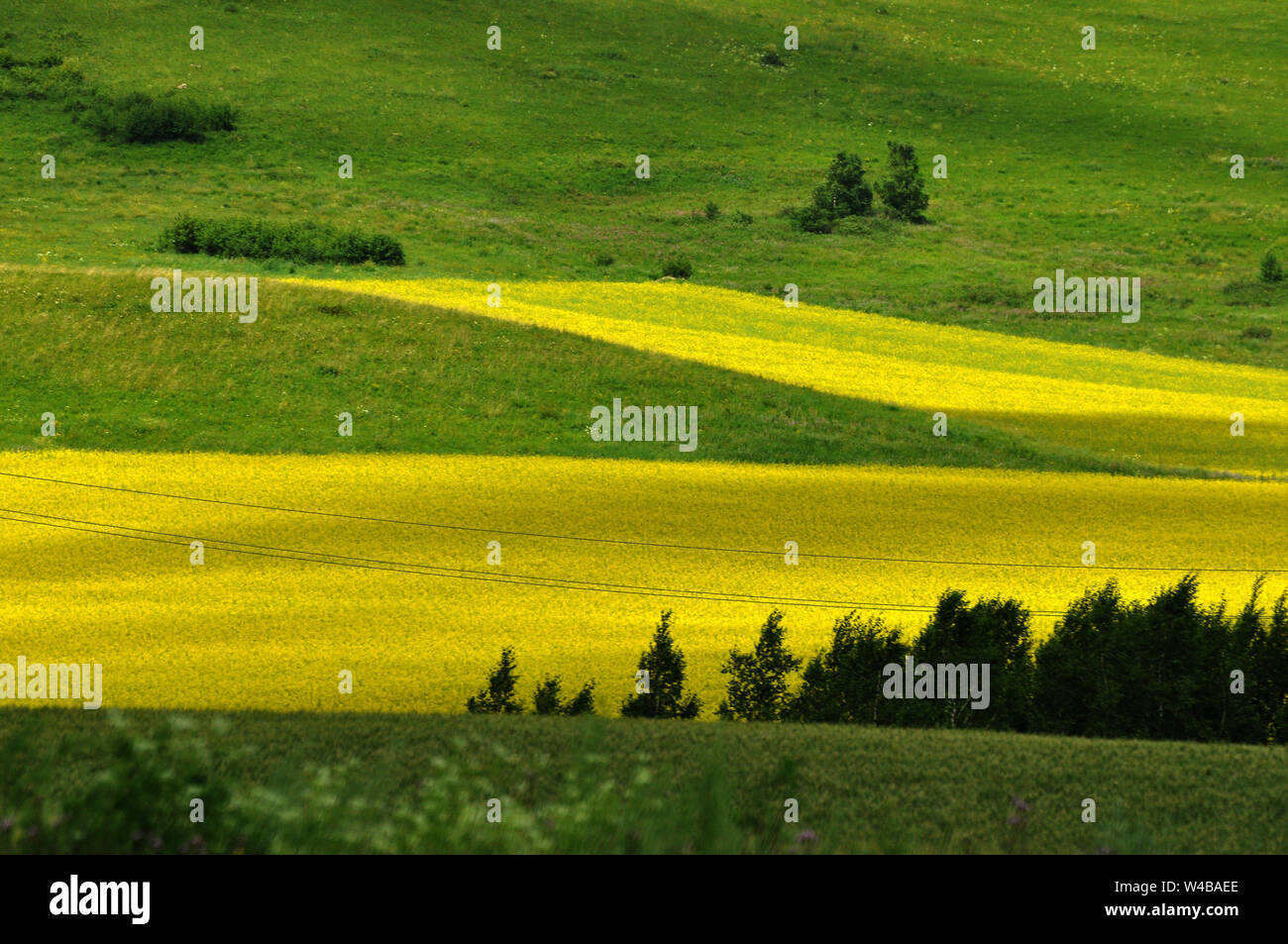 Inner Mongolia, China. 22nd July, 2019. Inner MongoliaHINA-Rapeseed ...