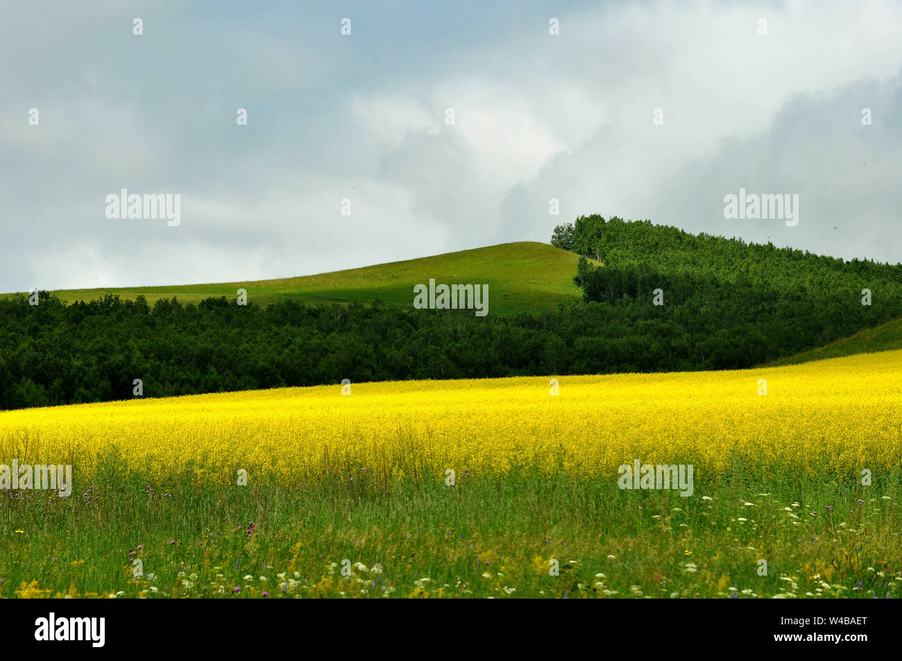 Mongoliachinarapeseed hi-res stock photography and images - Alamy