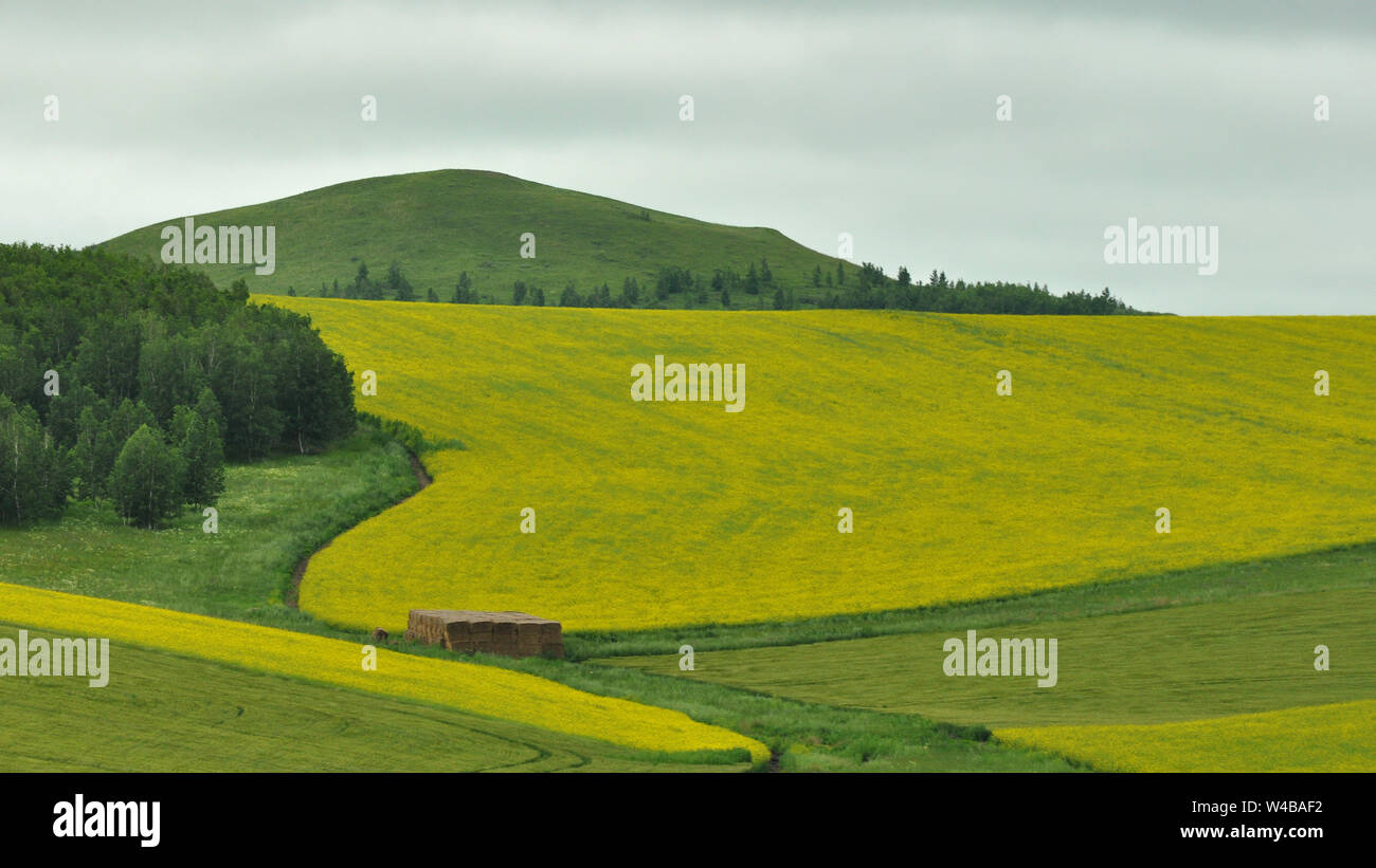 Mongoliachinarapeseed hi-res stock photography and images - Alamy