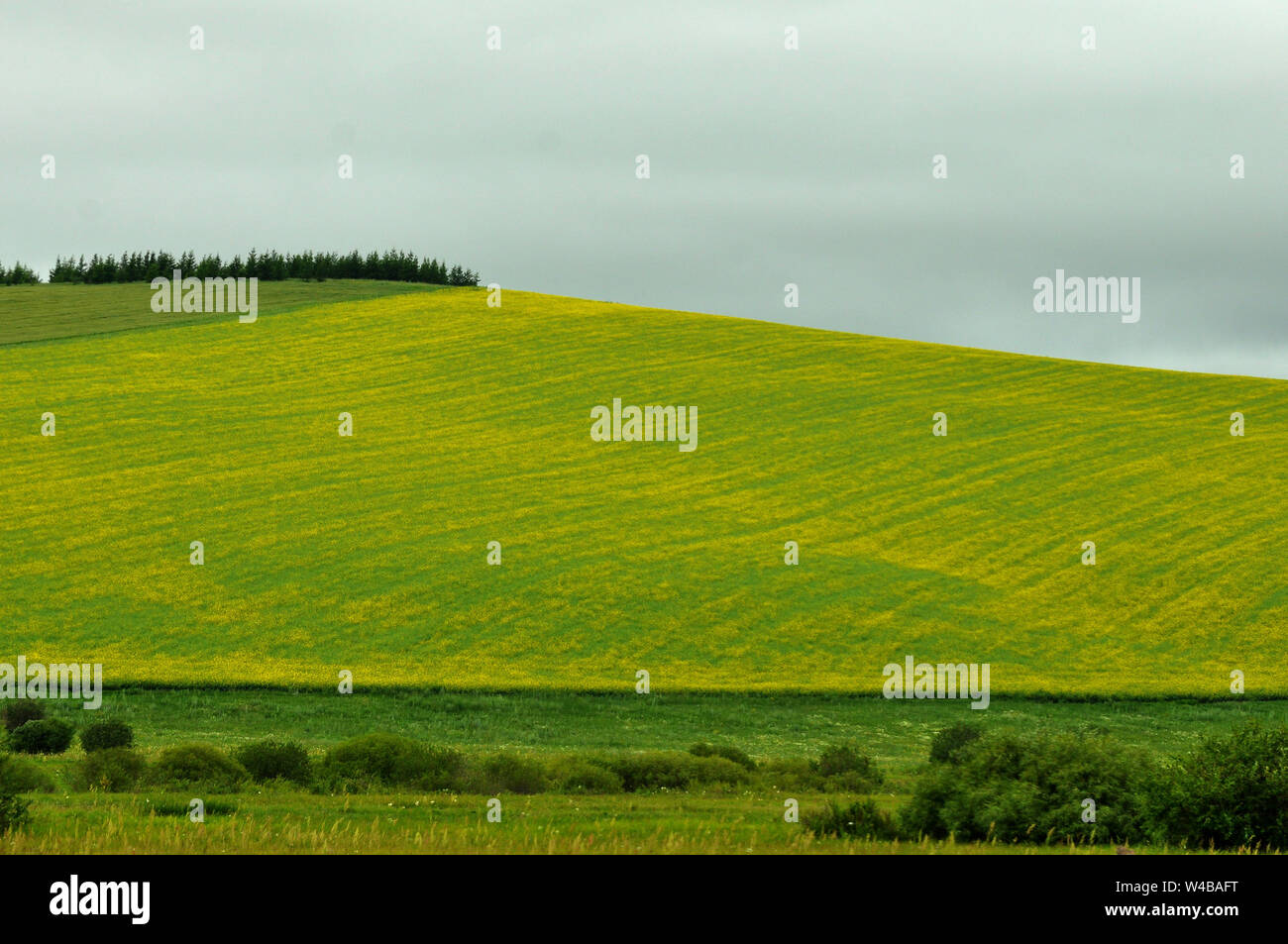Inner Mongolia, China. 22nd July, 2019. Inner MongoliaHINA-Rapeseed ...