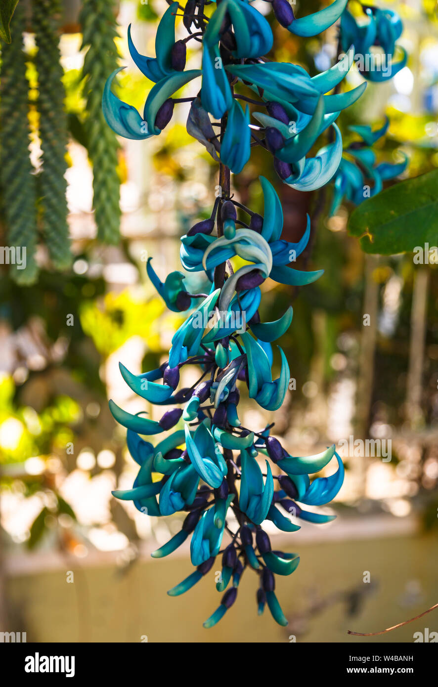 Strongylodon macrobotrys hi-res stock photography and images - Alamy