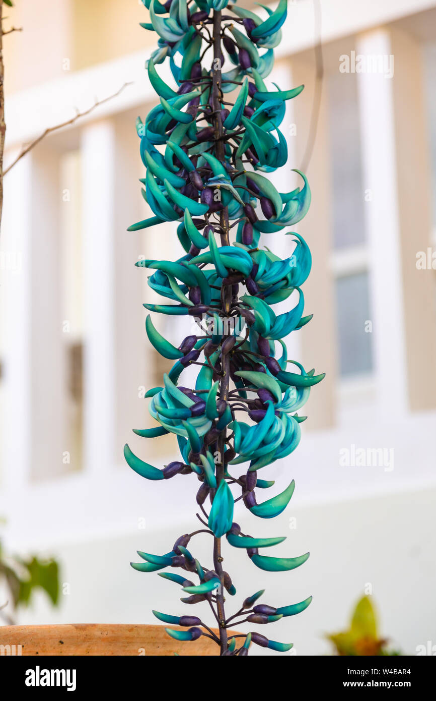 Vine jade hi-res stock photography and images - Alamy