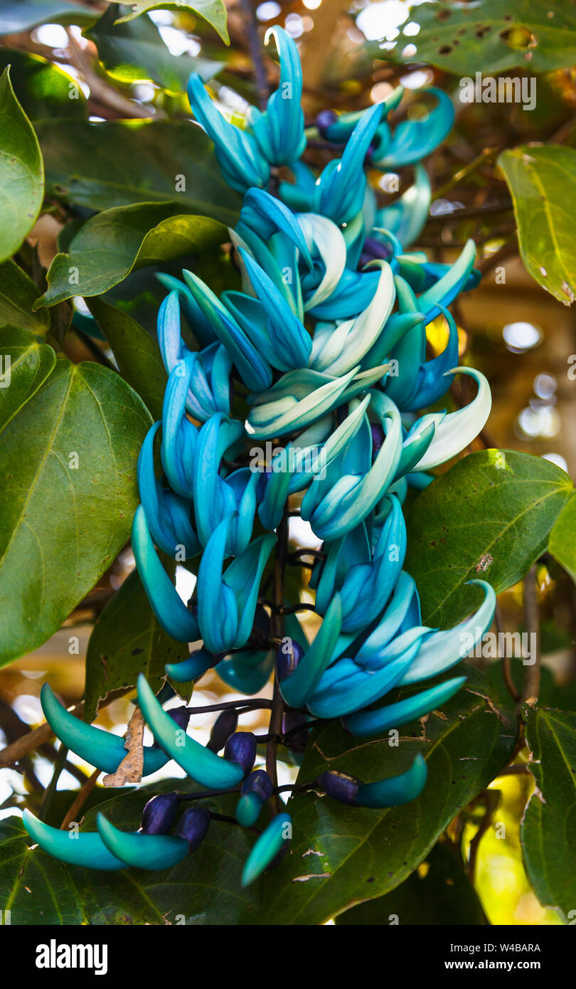 Strongylodon macrobotrys flower Stock Photo - Alamy