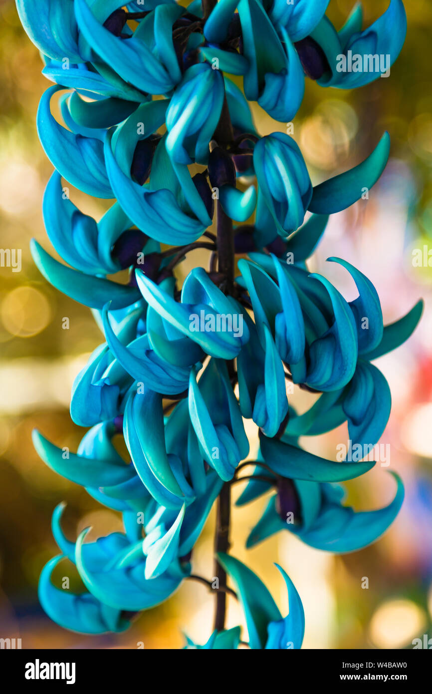 Strongylodon macrobotrys bloom flower hi-res stock photography and ...