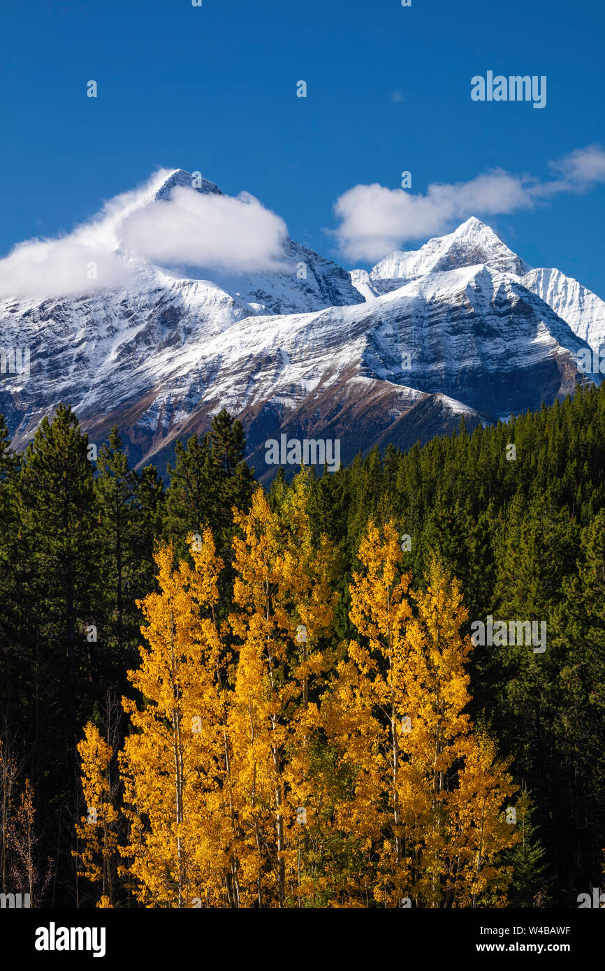 Fall color, Mount Erasmus, Banff National Park, Alberta, Canada Stock ...