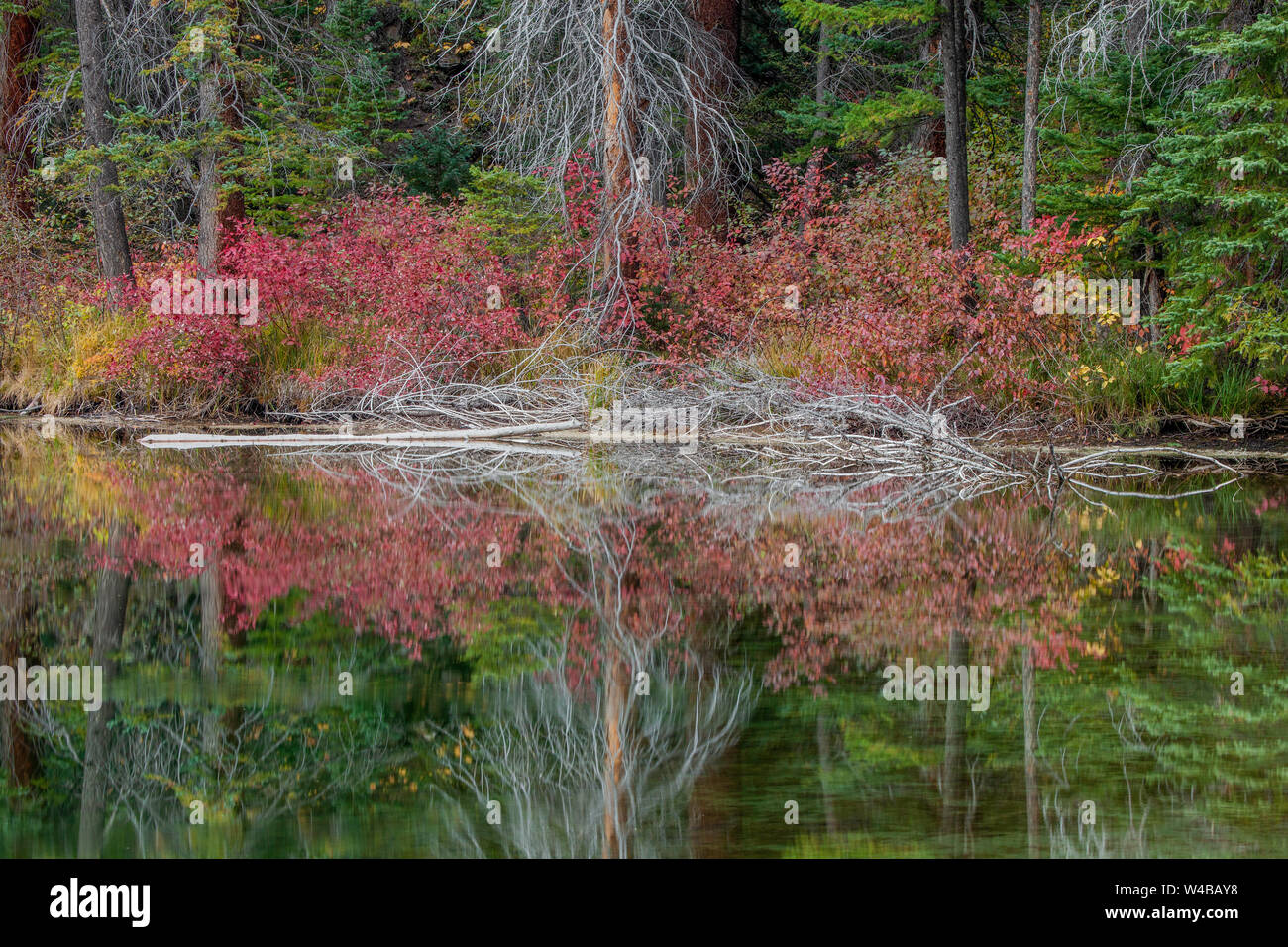 Autumn colorful reflection, Lizard Lake, White River National Forest ...