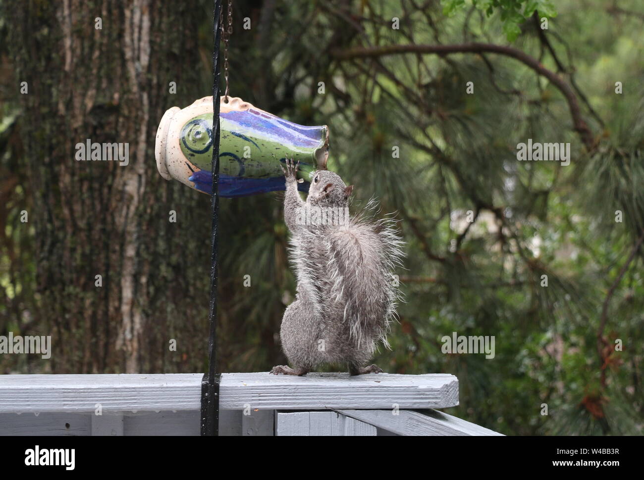 Determined squirrel raiding a bird feeder Stock Photo - Alamy
