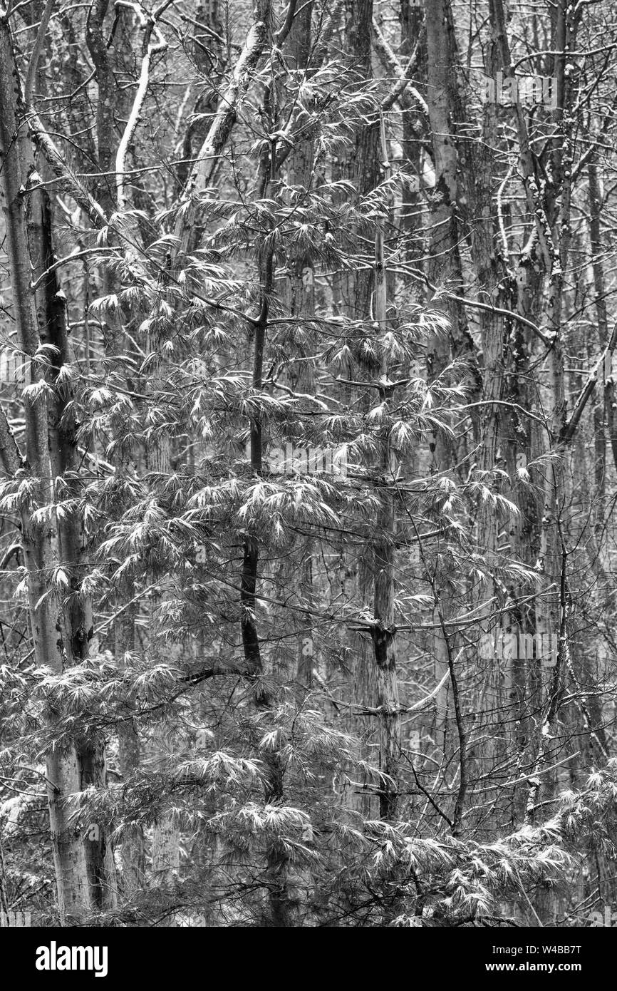 Trees covered fresh snow Black and White Stock Photos & Images - Alamy