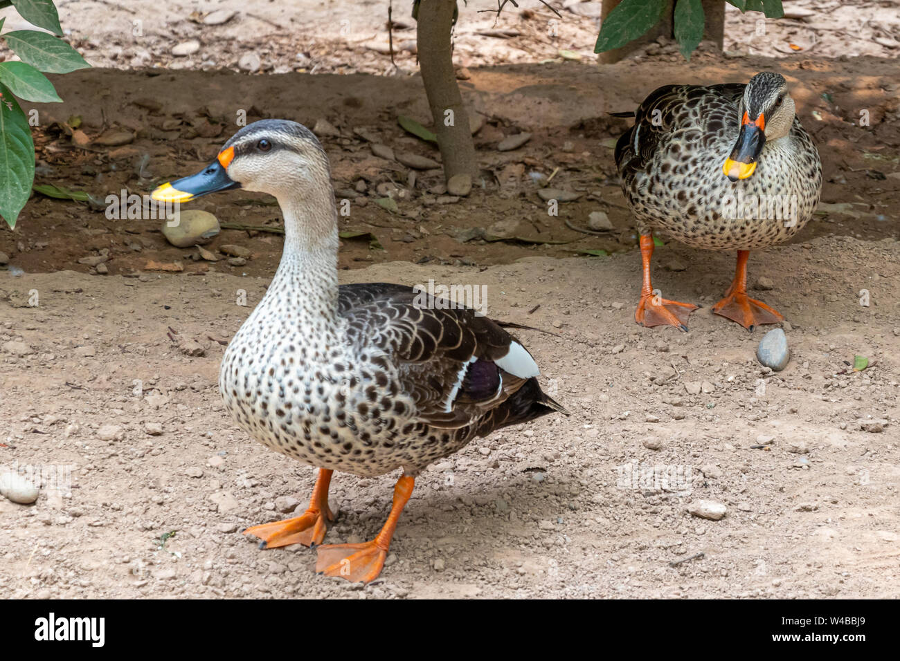 Indian spot billed duck hi-res stock photography and images - Alamy