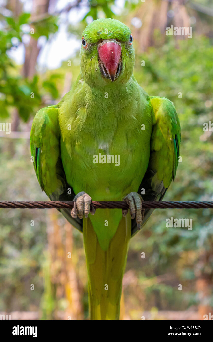 Colorful avian hi-res stock photography and images - Alamy