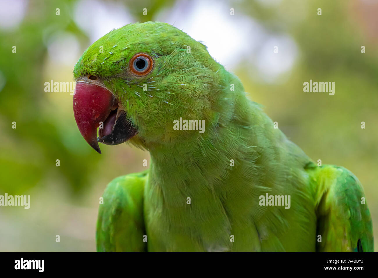 Green parrot , portrait staring into the camera, beautiful bright green ...