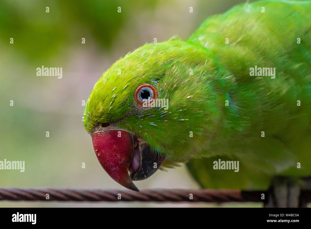 Green parrot , portrait beautiful bright green color Stock Photo - Alamy