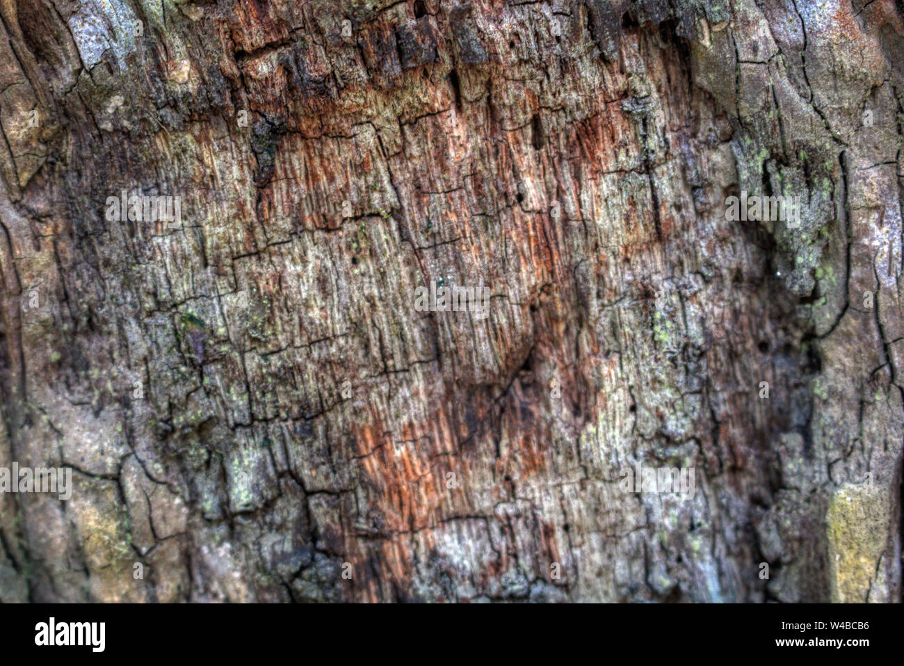 This unique photo shows the wooden structure of a tree bark. This ...