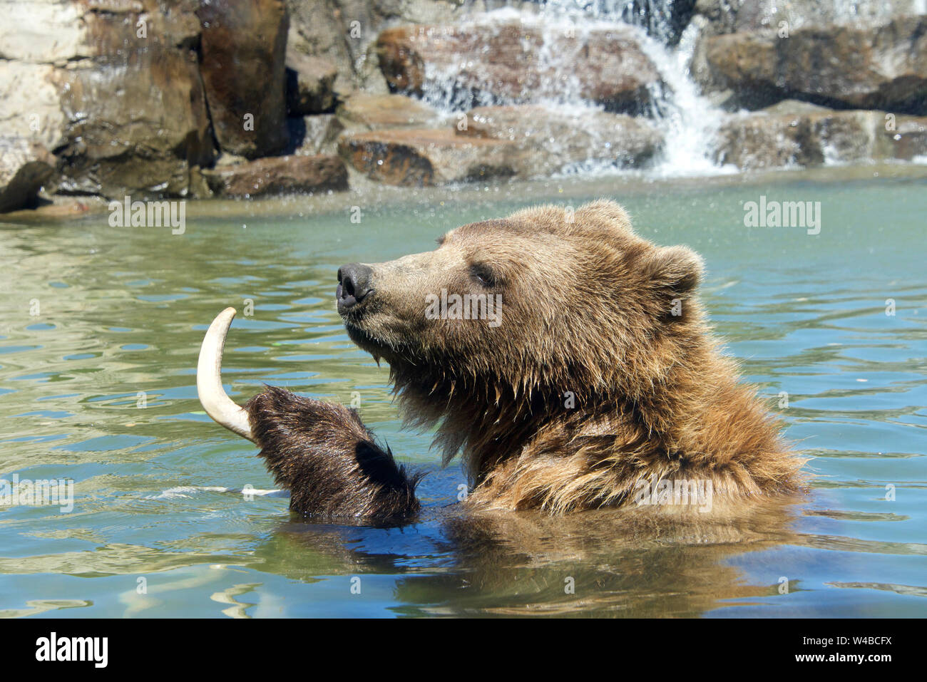 Digestive systems hi-res stock photography and images - Alamy