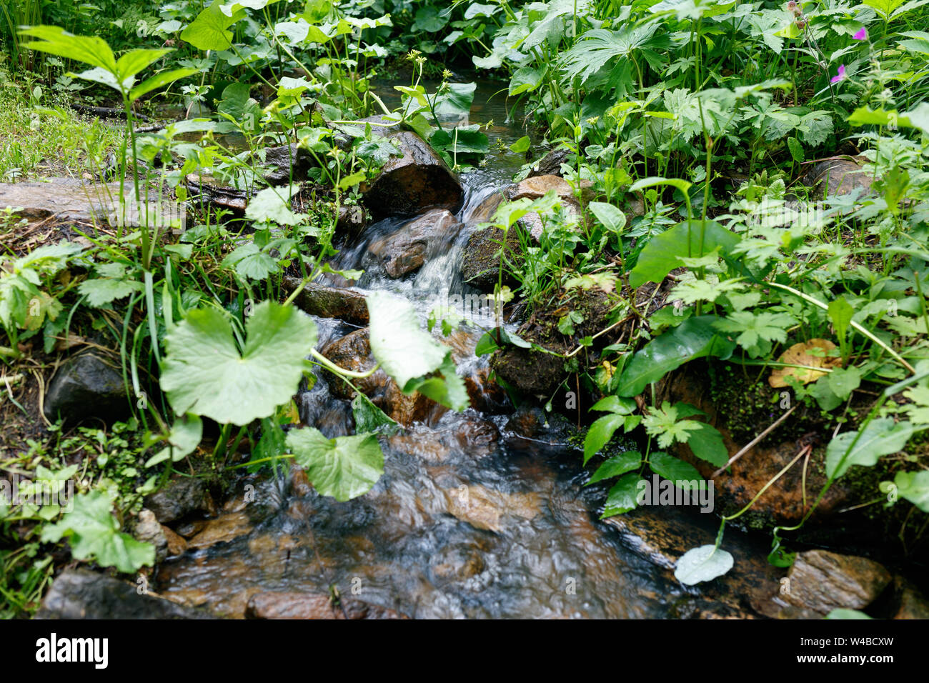 Vegetation clean hi-res stock photography and images - Alamy