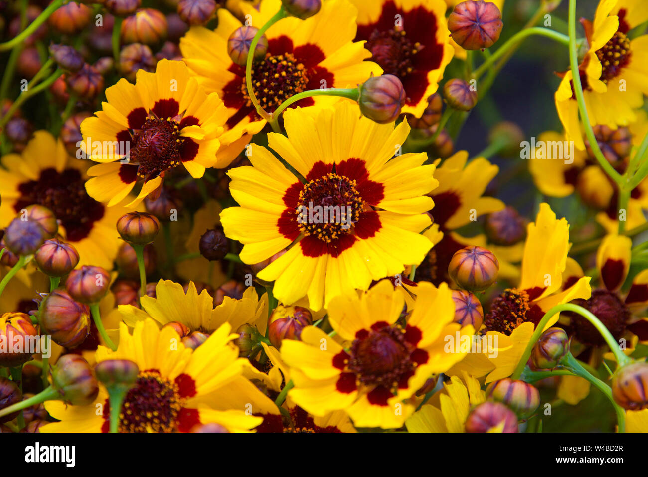 Calliopsis wildflowers hi-res stock photography and images - Alamy