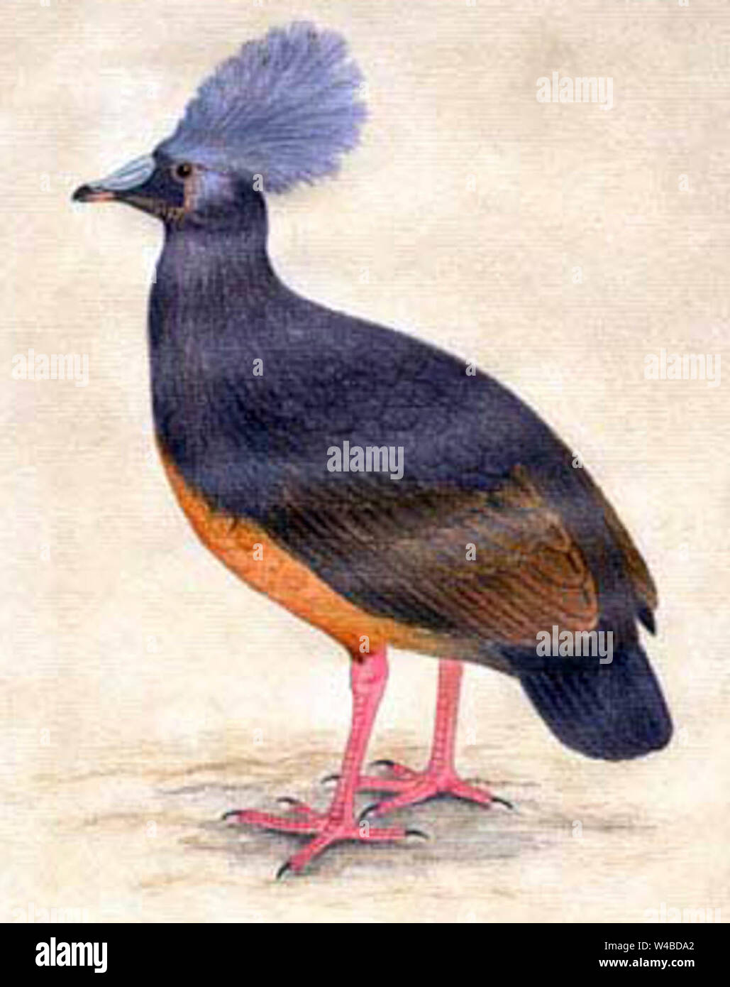 Alternate Arrangement High Resolution Stock Photography and Images - Alamy