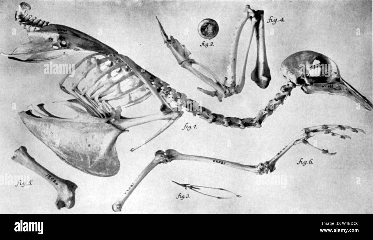 Skeleton of a male bird, 1914 Stock Photo - Alamy