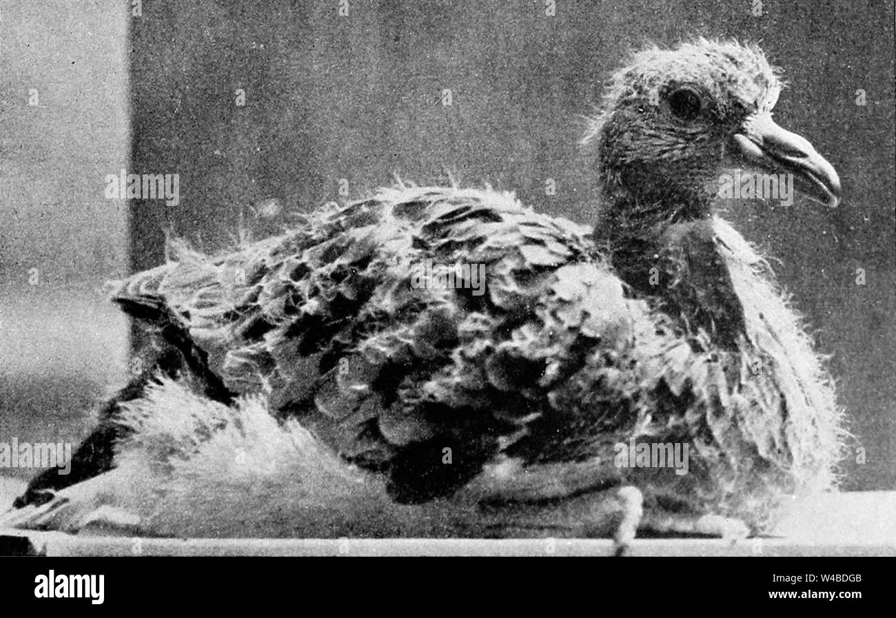 Pigeon chick hi-res stock photography and images - Alamy