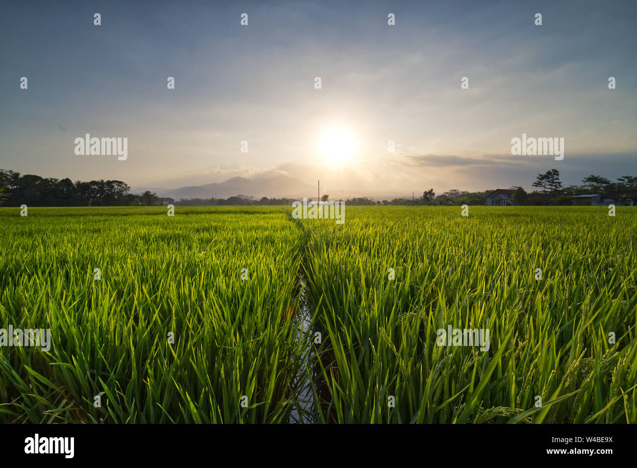 Paddy field with sunset background. Location in Magelang, Central Java ...