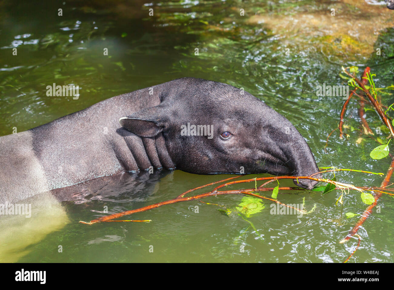 Mammal animal gray tapir swims in the river. Singapore zoo Stock Photo ...