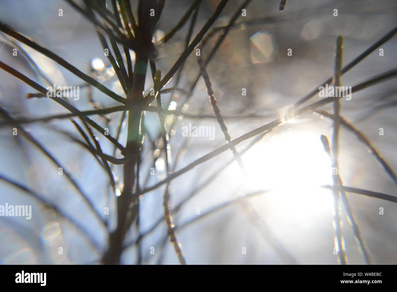 Tangled shrubs hi-res stock photography and images - Alamy