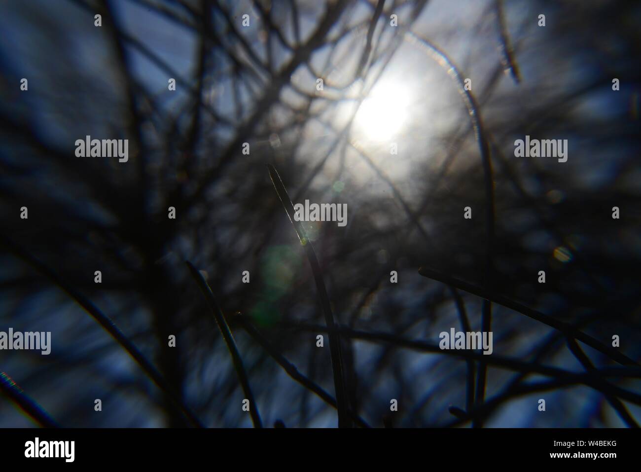 Tangled twigs hi-res stock photography and images - Alamy