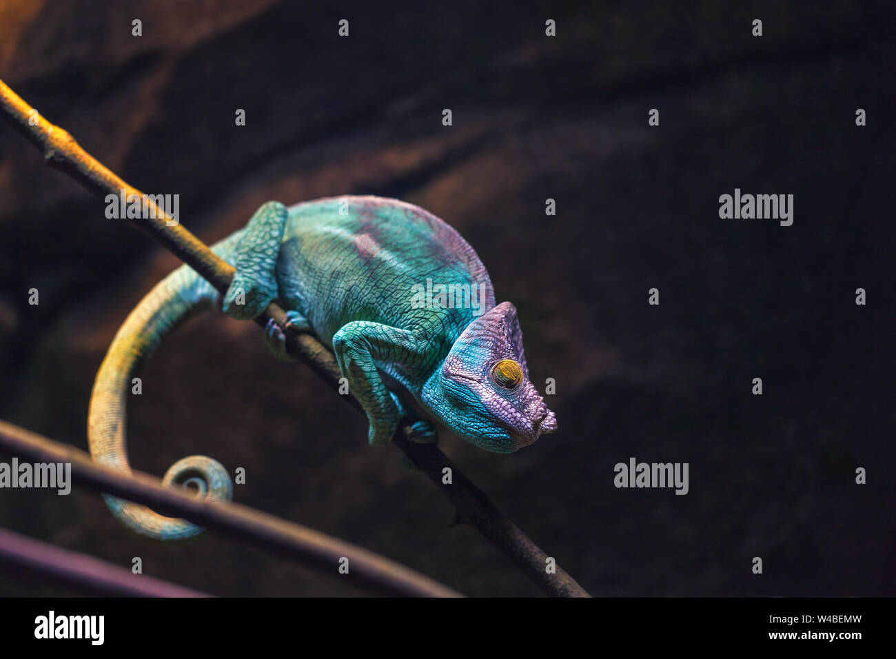 Colorful chameleon turquoise and purple color sleeping on a branch ...