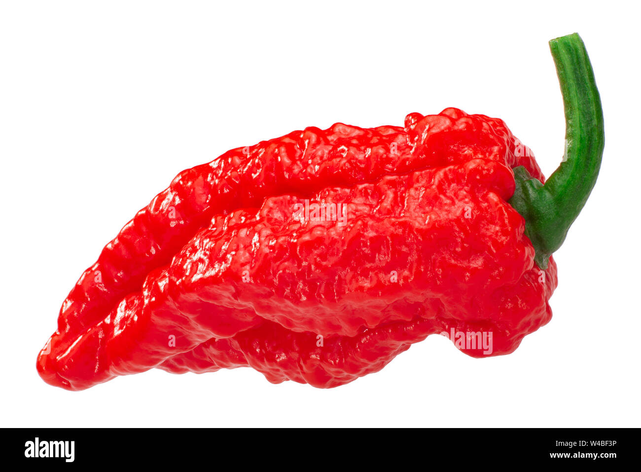 Fatalii chile pepper (Capsicum chinense), whole ripe pod, isolated ...