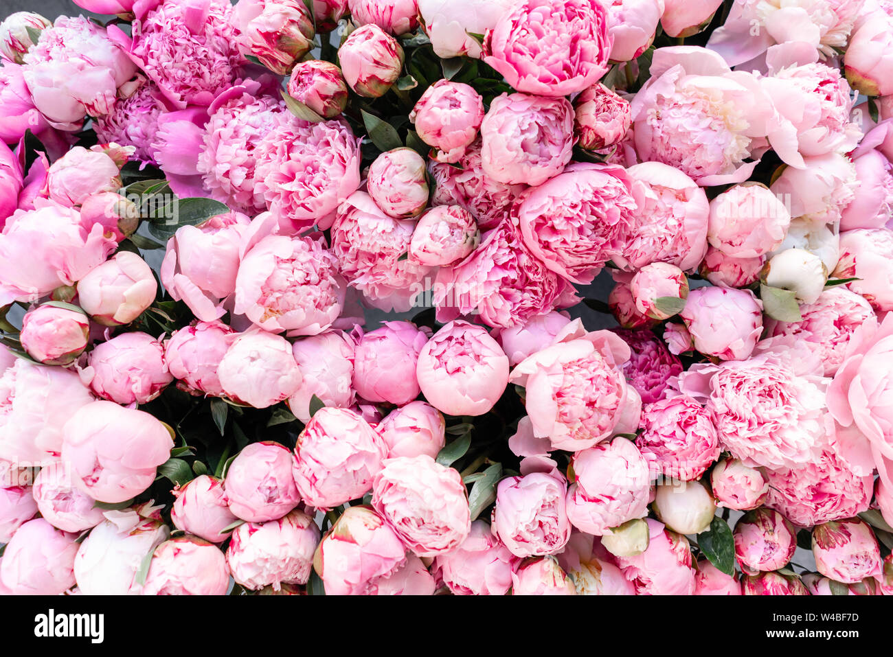 Peony growing container hi-res stock photography and images - Alamy