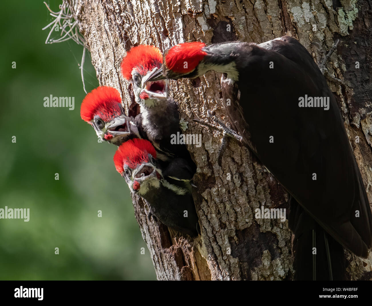 Pileated Woodpecker Nest Stock Photo - Alamy