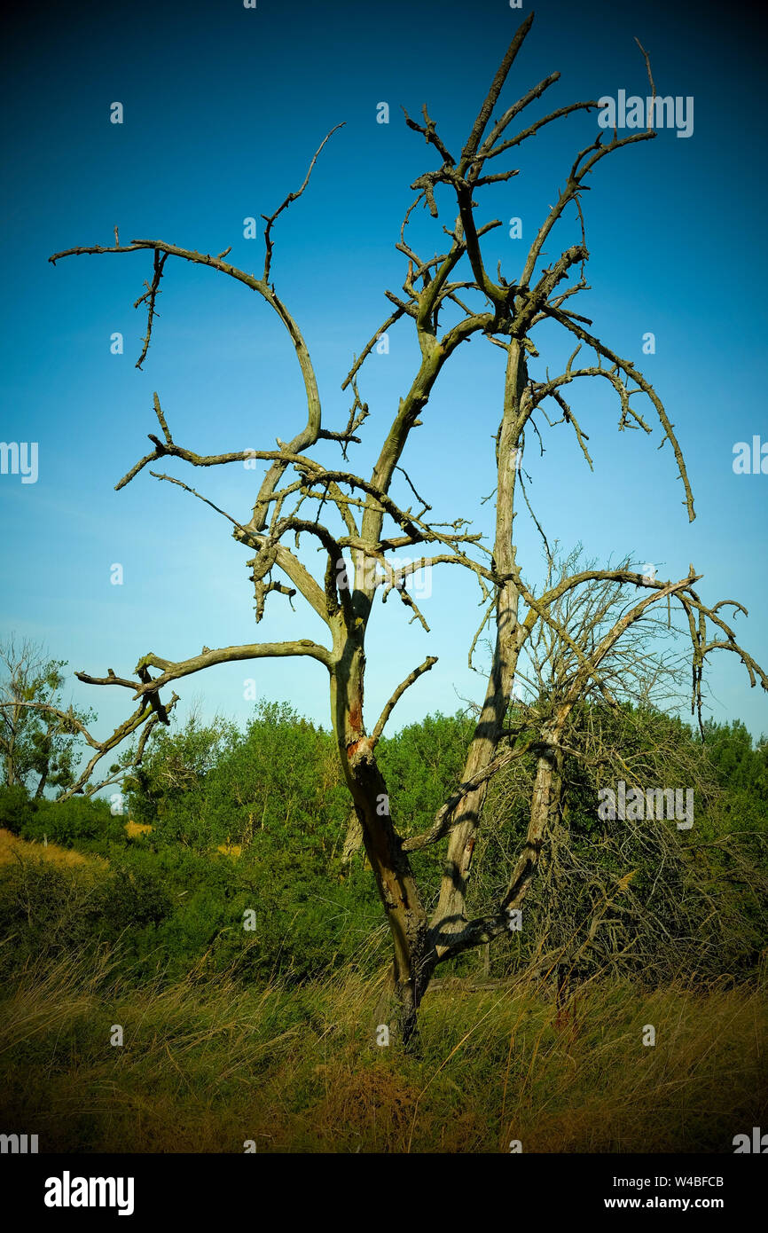 100 Year Old Tree High Resolution Stock Photography and Images - Alamy