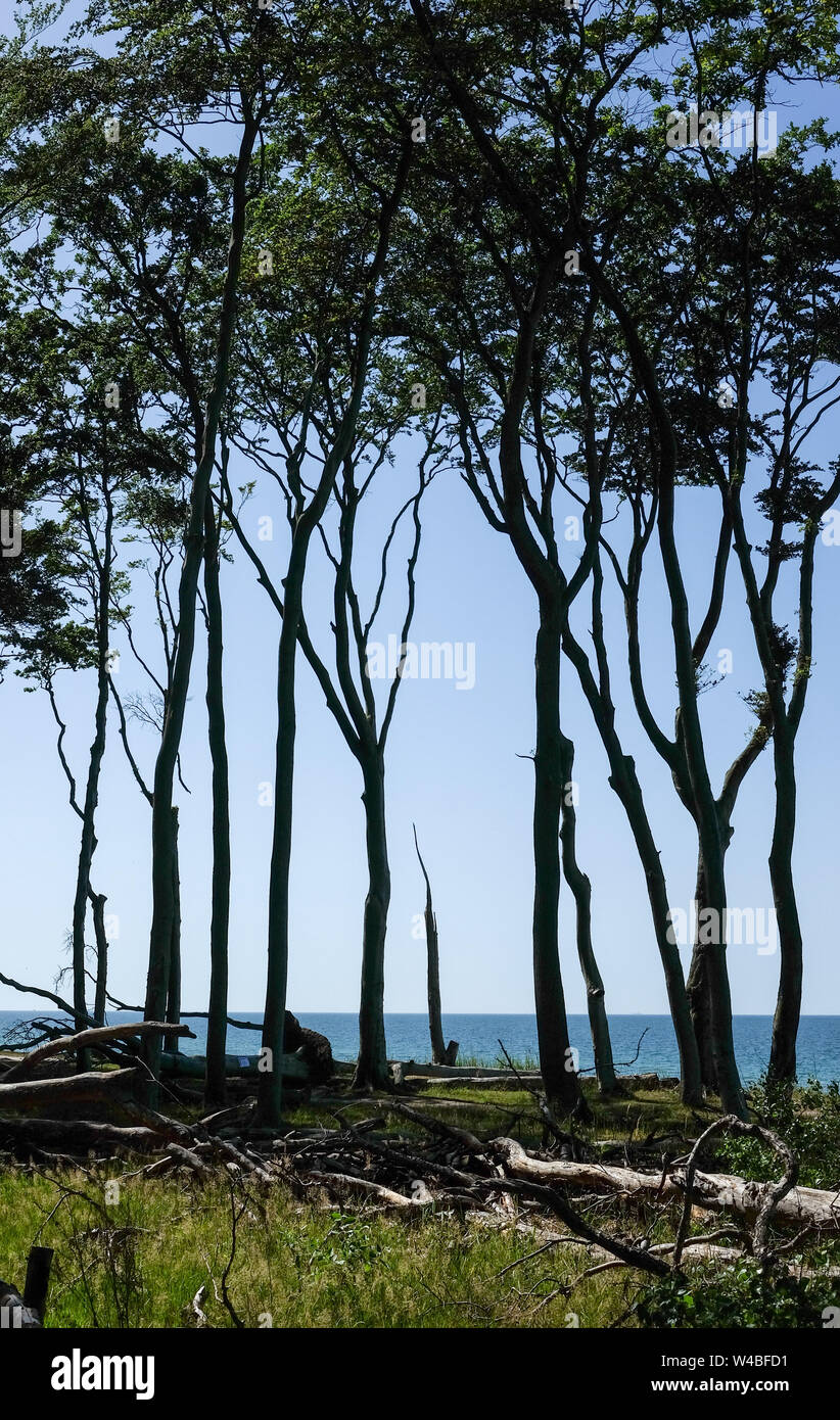 Nienhagen, Germany. 29th June, 2019. The nature reserve Nienhäger Holz ...