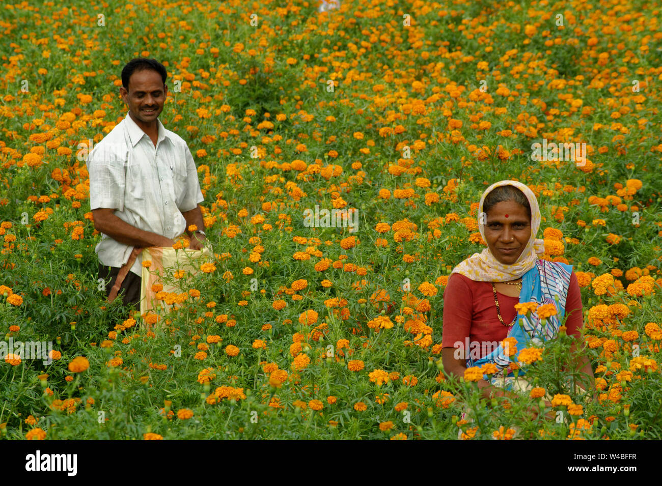 Farmers plucking the flowers from farm Stock Photo - Alamy