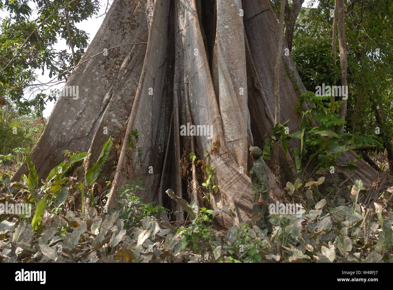 Amazon brazil sumauma tree hi-res stock photography and images - Alamy