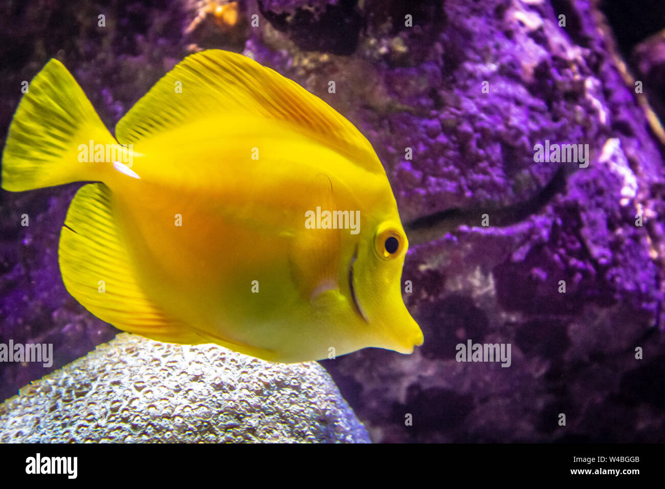 Swim up room hi-res stock photography and images - Alamy